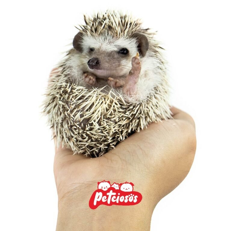 Erizo bebé – Petciosos