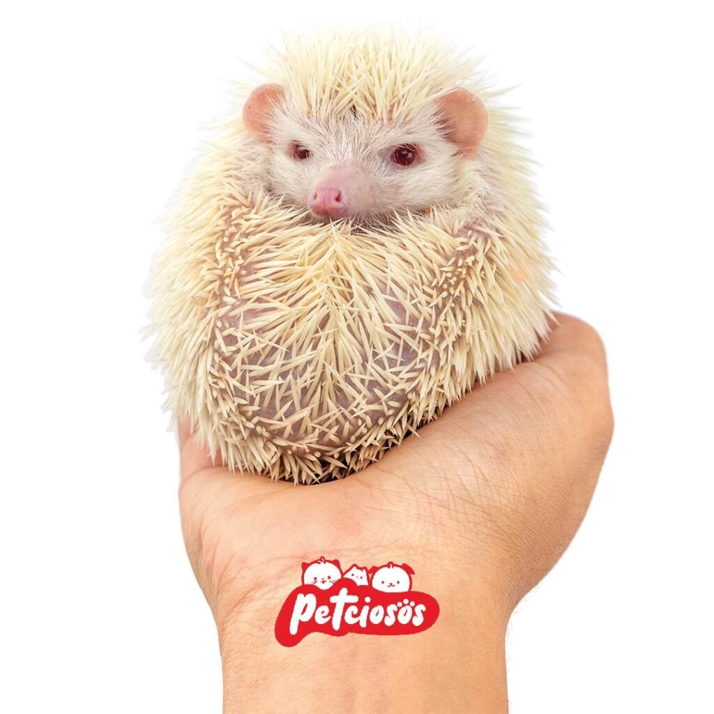 Erizo bebé – Petciosos